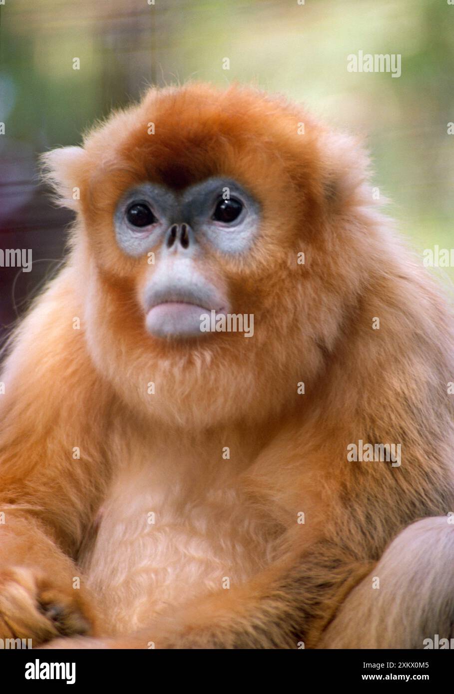Close golden snub nosed monkey hi-res stock photography and images - Alamy