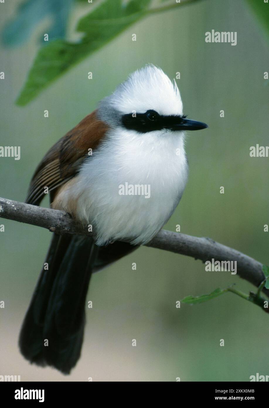 White-crested Laughing-thrush - perched on branch Stock Photo - Alamy