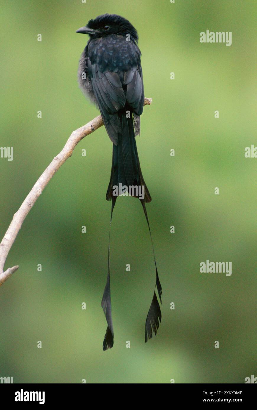 Greater Racket-tailed Drongo Stock Photo - Alamy