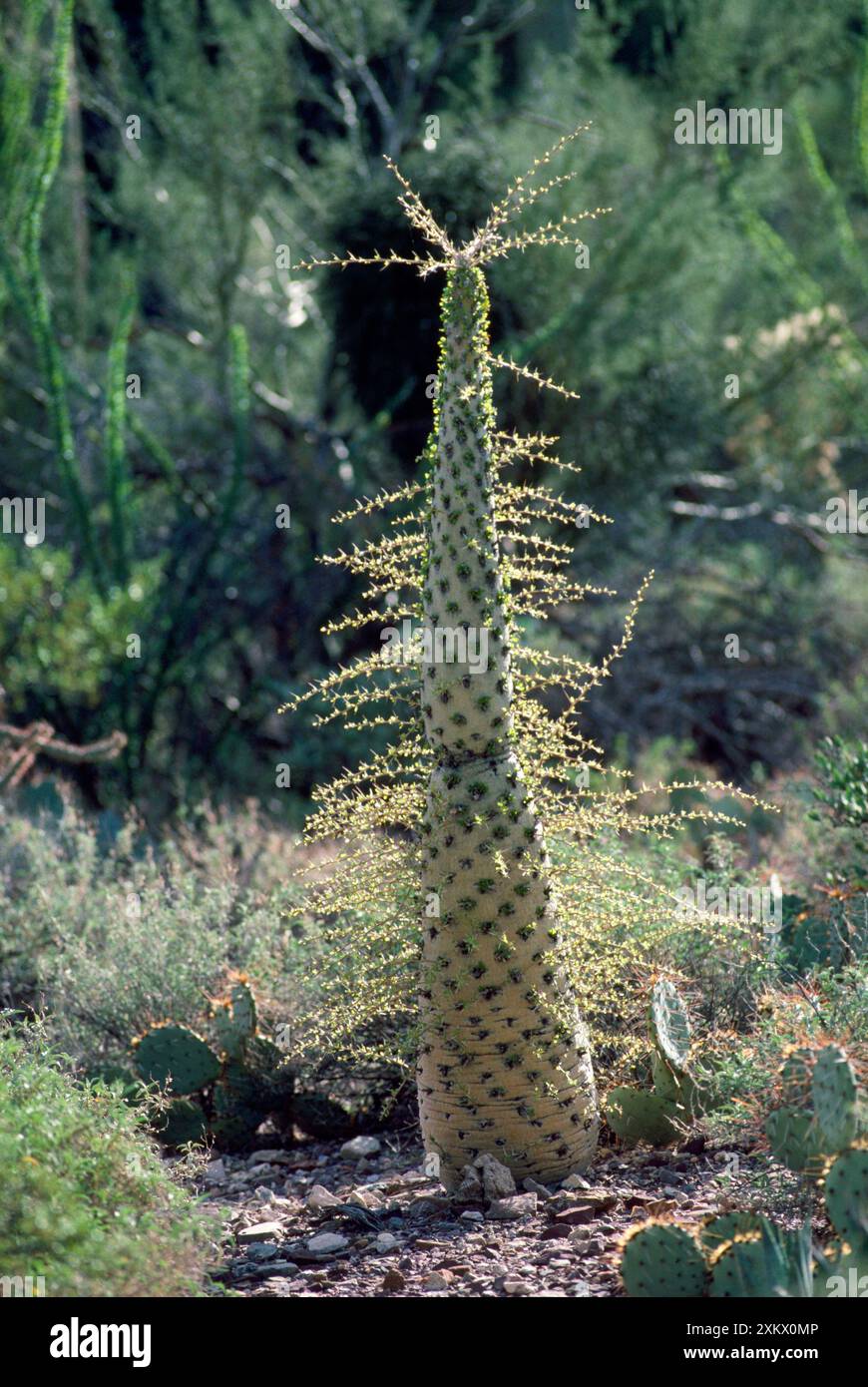 Boojum tree hi-res stock photography and images - Alamy