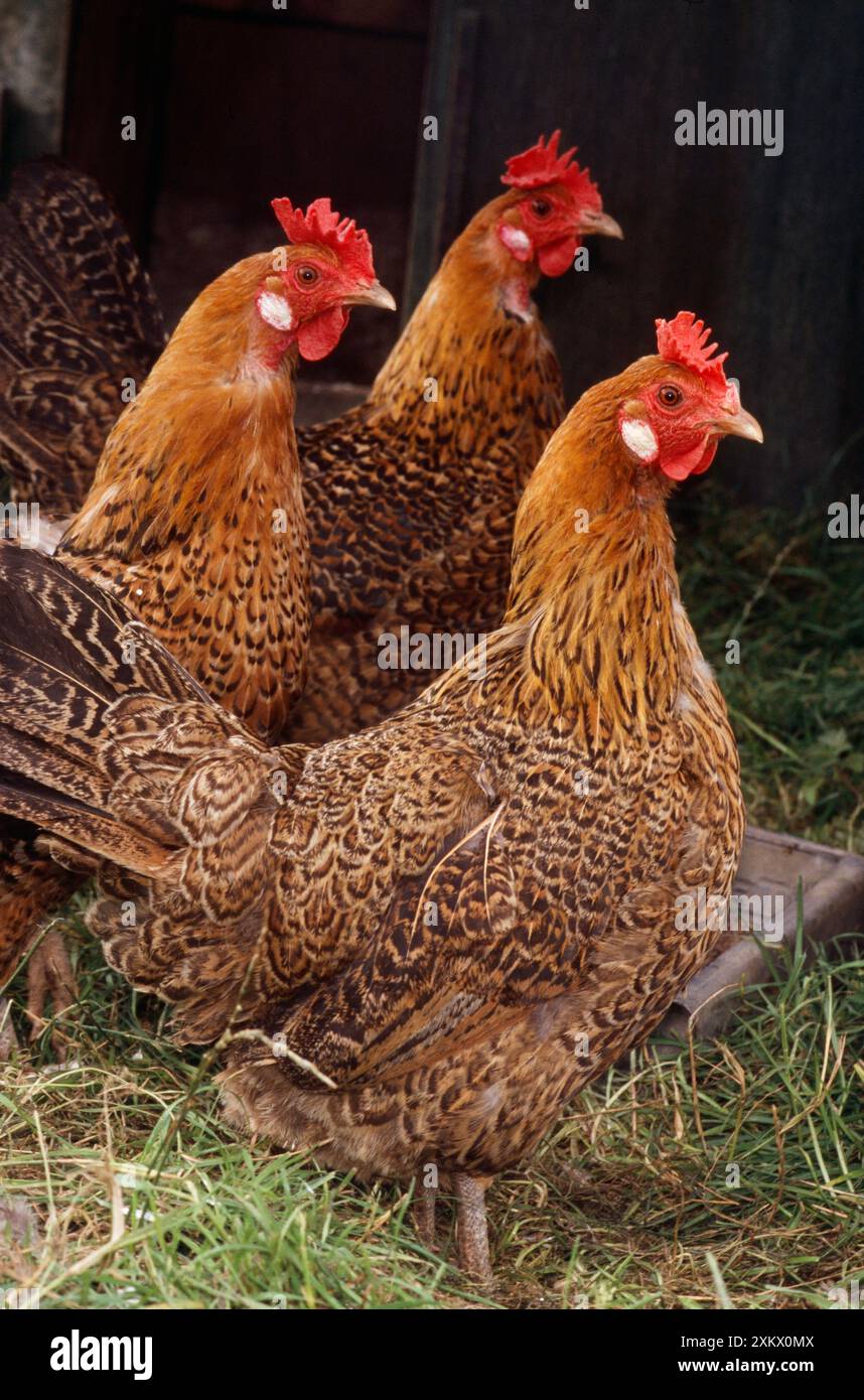 Sicilian buttercup hi-res stock photography and images - Alamy
