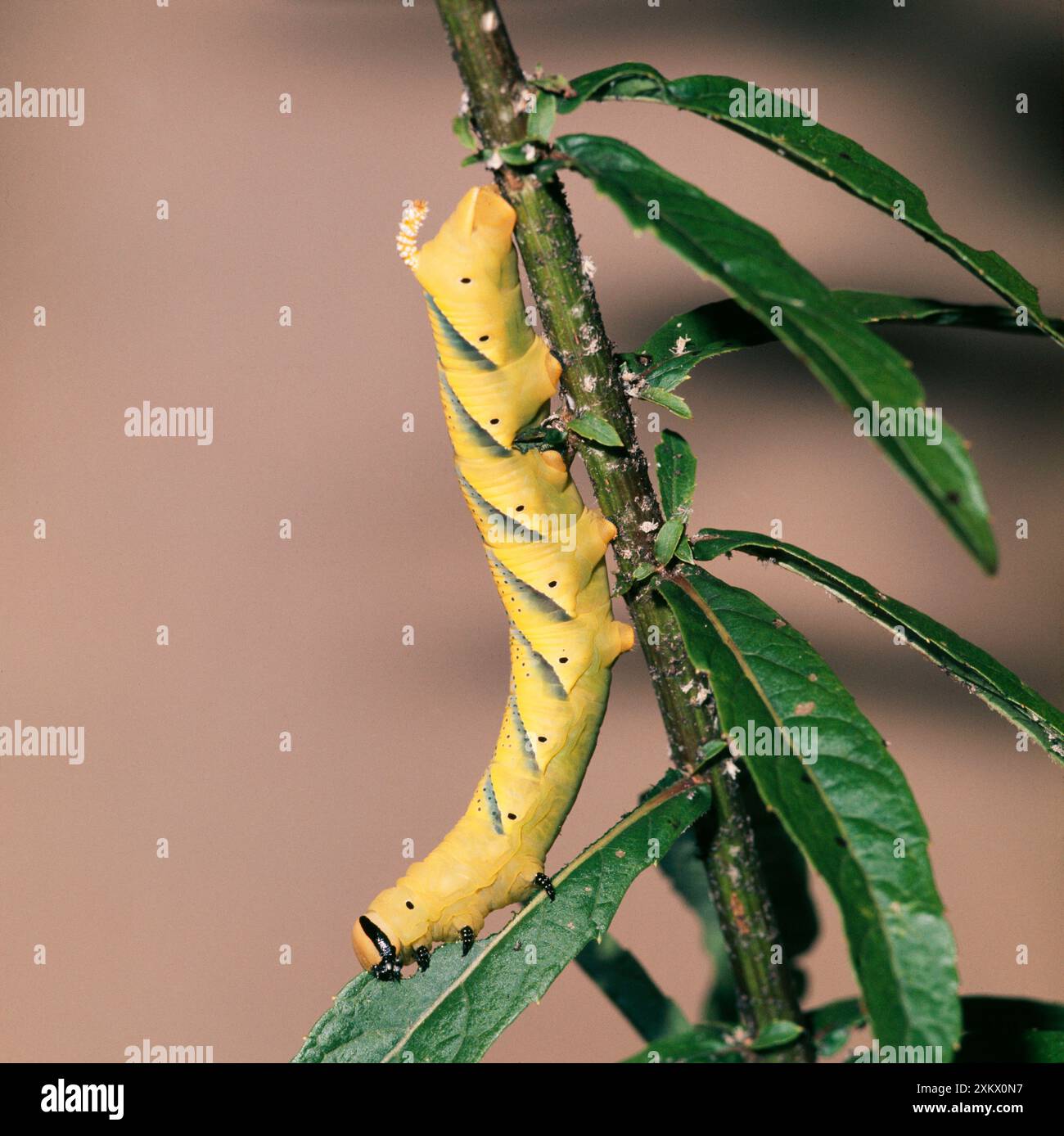 DeathÕs-Head Hawk-MOTH - Larva Stock Photo - Alamy