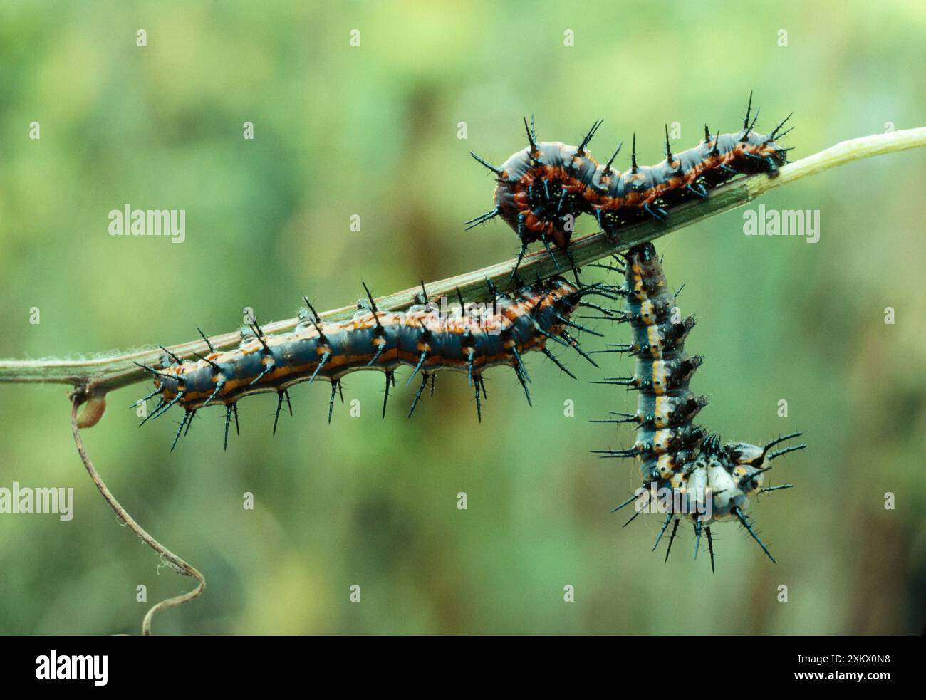 GULF FRITILLARY LARVA / Caterpillar - Larvae stage Stock Photo - Alamy