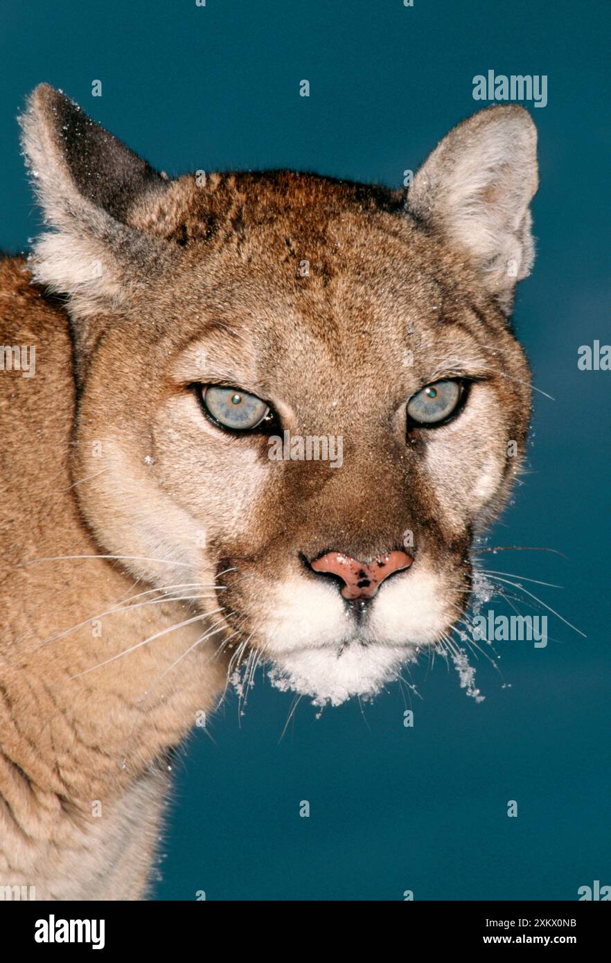 Cougar / Mountain Lion / Puma - close-up of face Stock Photo - Alamy