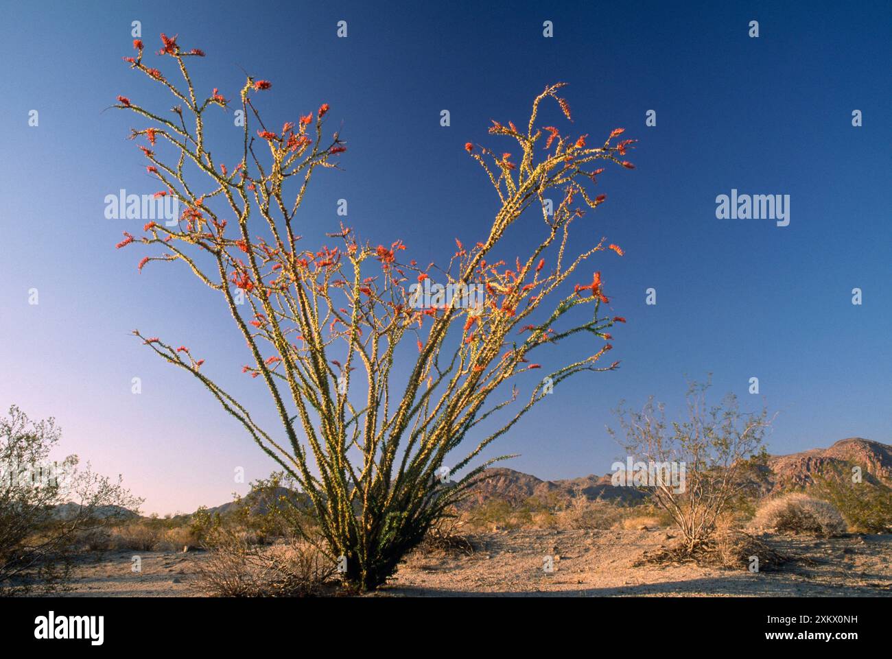 Ocotillos hi-res stock photography and images - Alamy