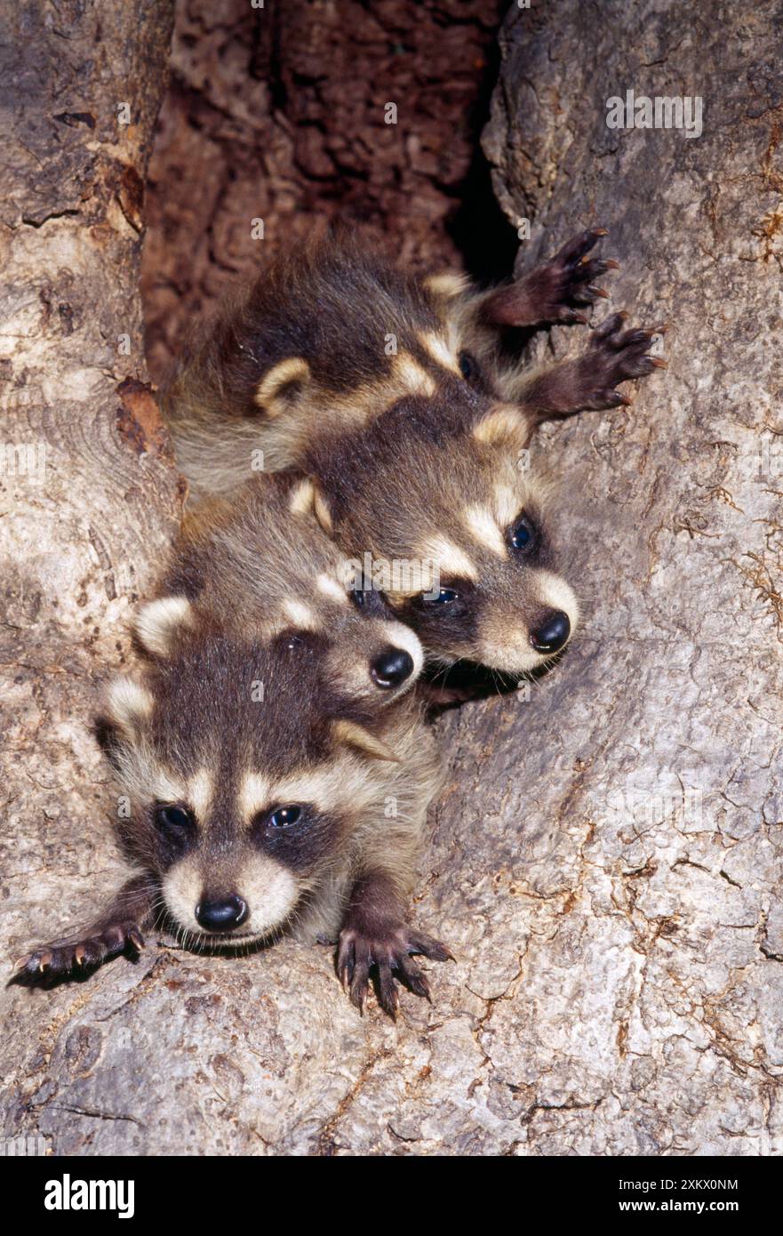 Raccoon den babies hi-res stock photography and images - Alamy