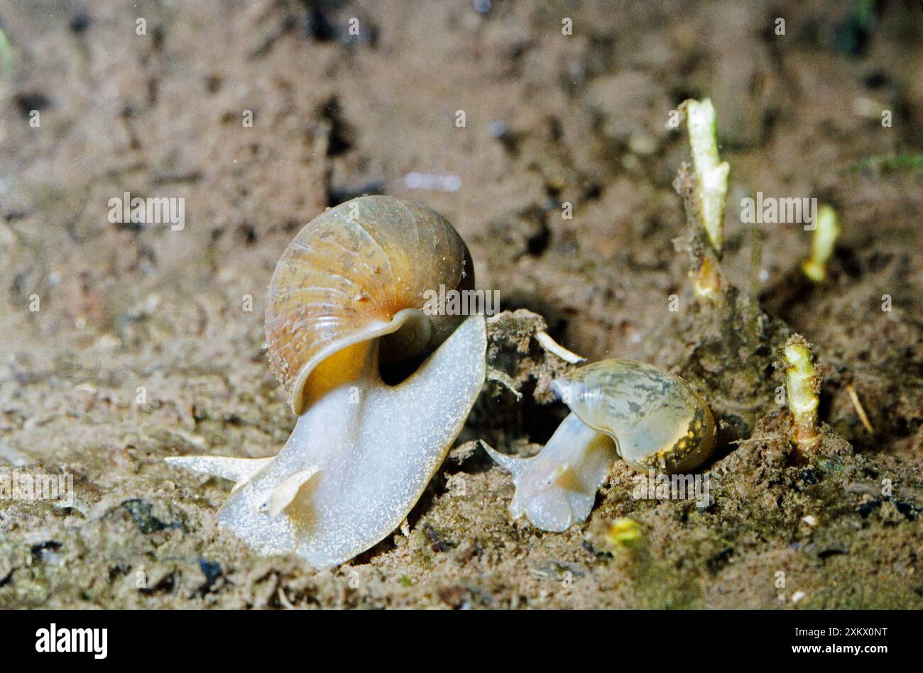 Snails in ponds hi-res stock photography and images - Alamy