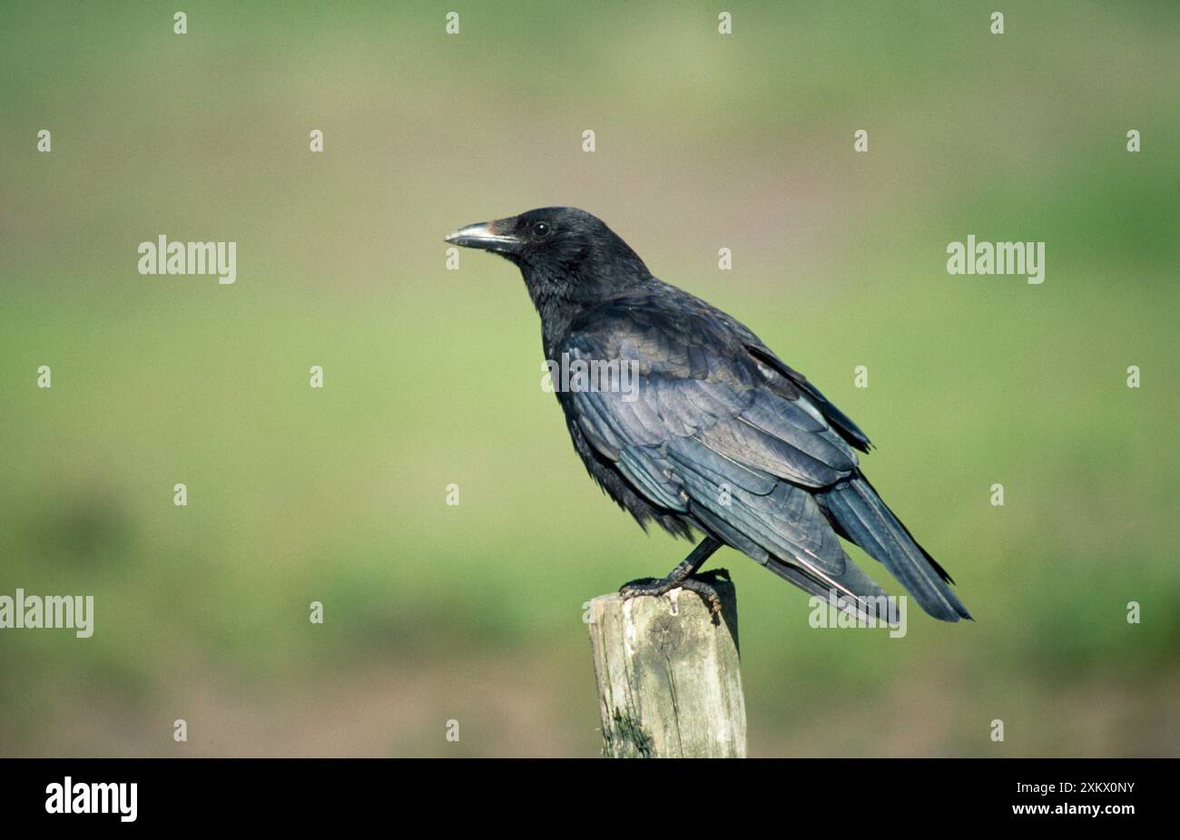 Single carrion crow hi-res stock photography and images - Alamy