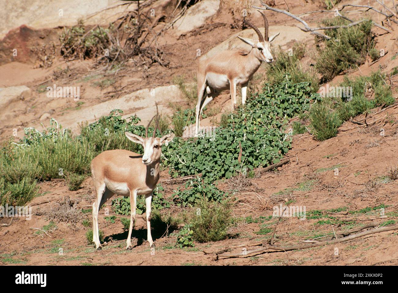 Gazelle pair hi-res stock photography and images - Alamy