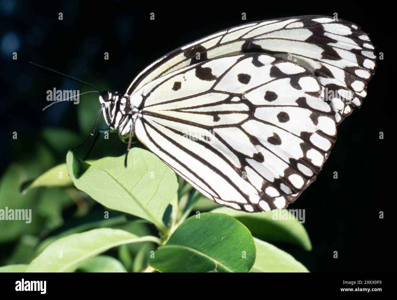 Tree Nymph BUTTERFLY - Japan's largest butterfly Stock Photo - Alamy
