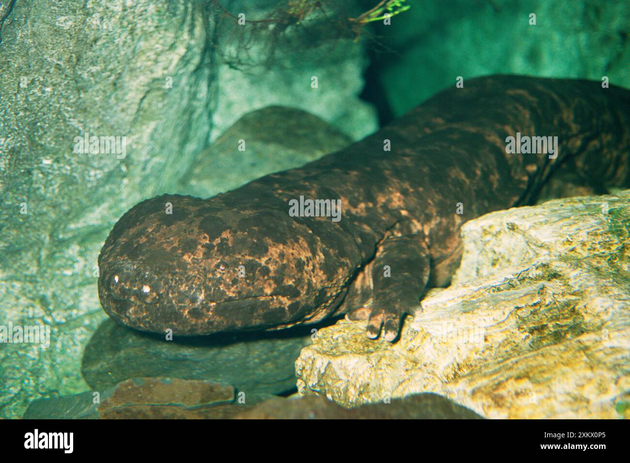 Japanese Giant SALAMANDER Stock Photo - Alamy