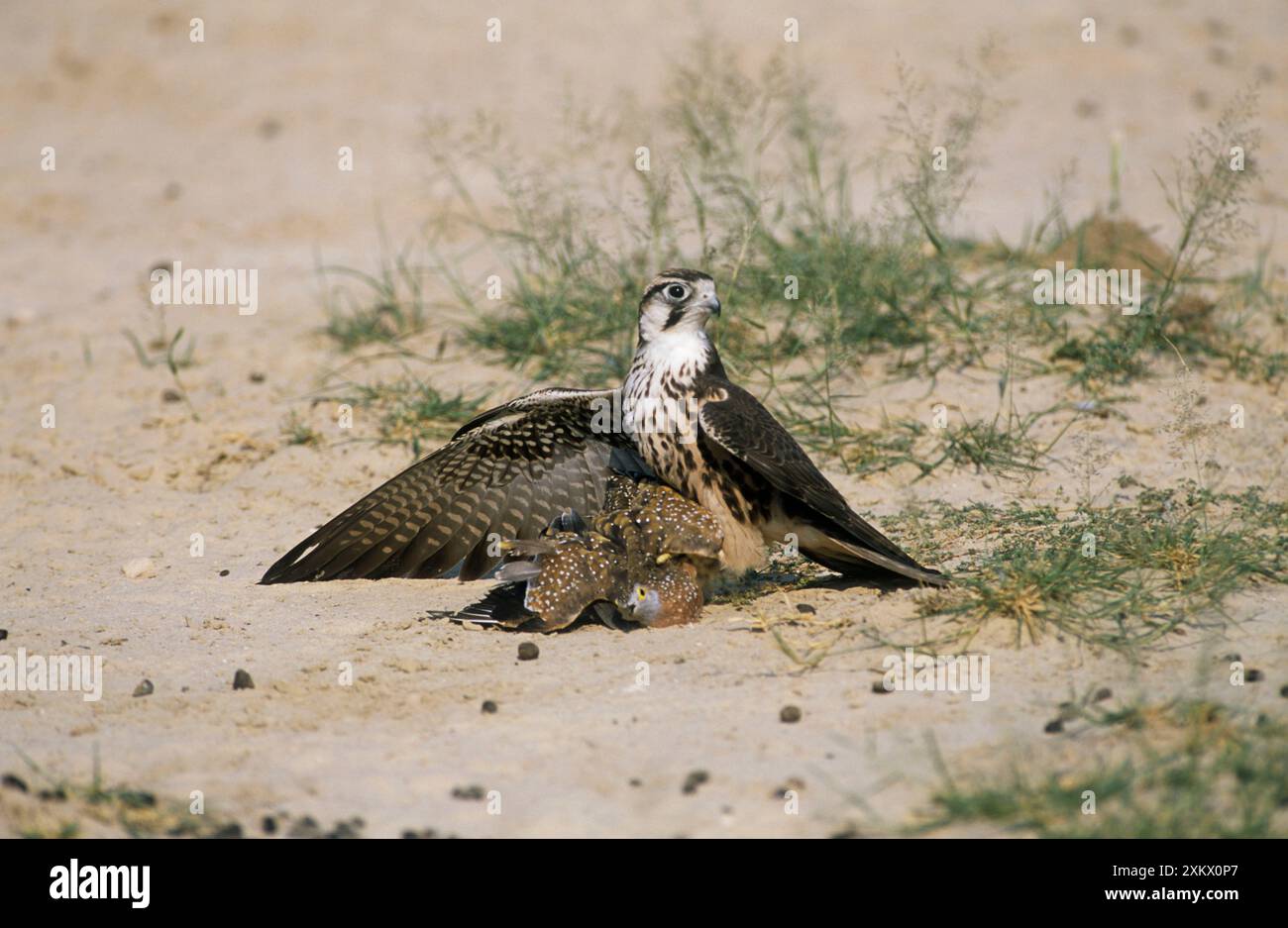 Falcon prey catching hi-res stock photography and images - Alamy