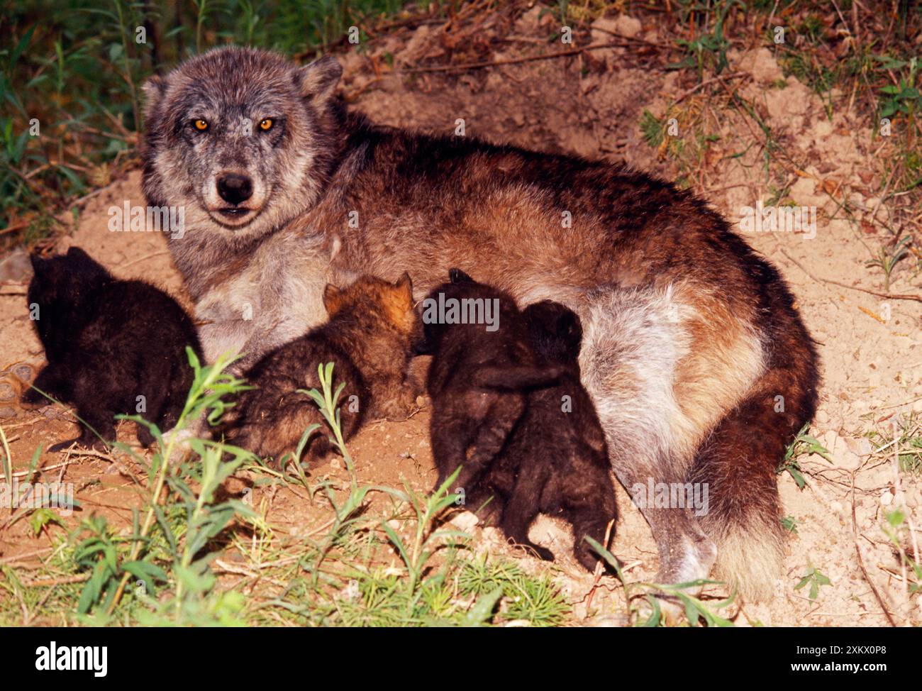 Wolf mother nursing hi-res stock photography and images - Alamy
