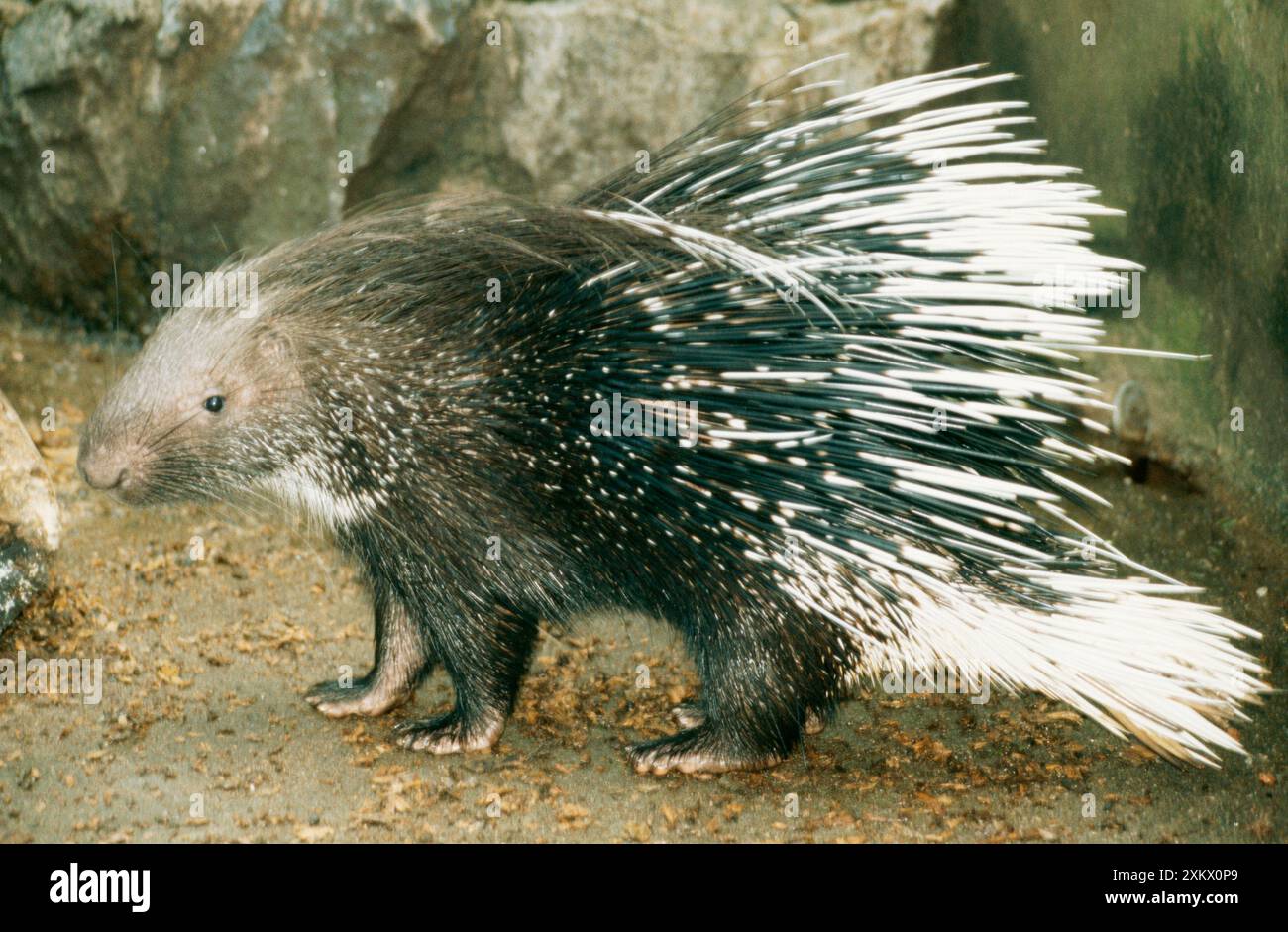 Crested PORCUPINE (Hystrix cristata Stock Photo - Alamy