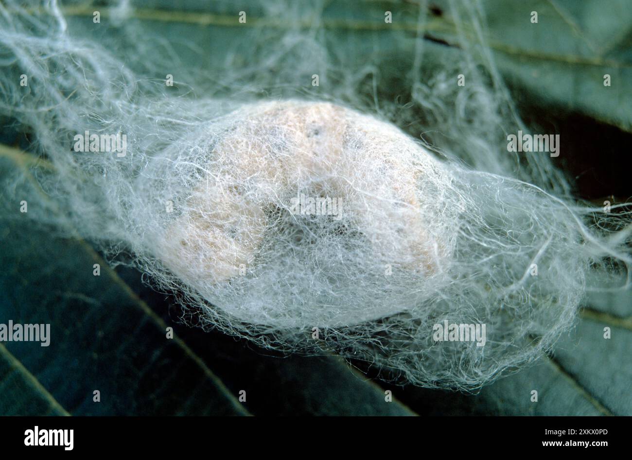 Silkworm Larvae - spinning cocoon Stock Photo - Alamy