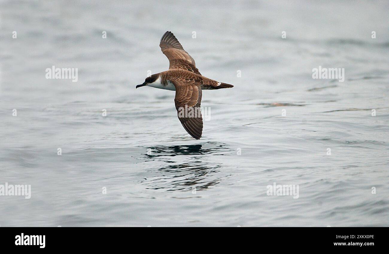 Shearwater in flight hi-res stock photography and images - Alamy