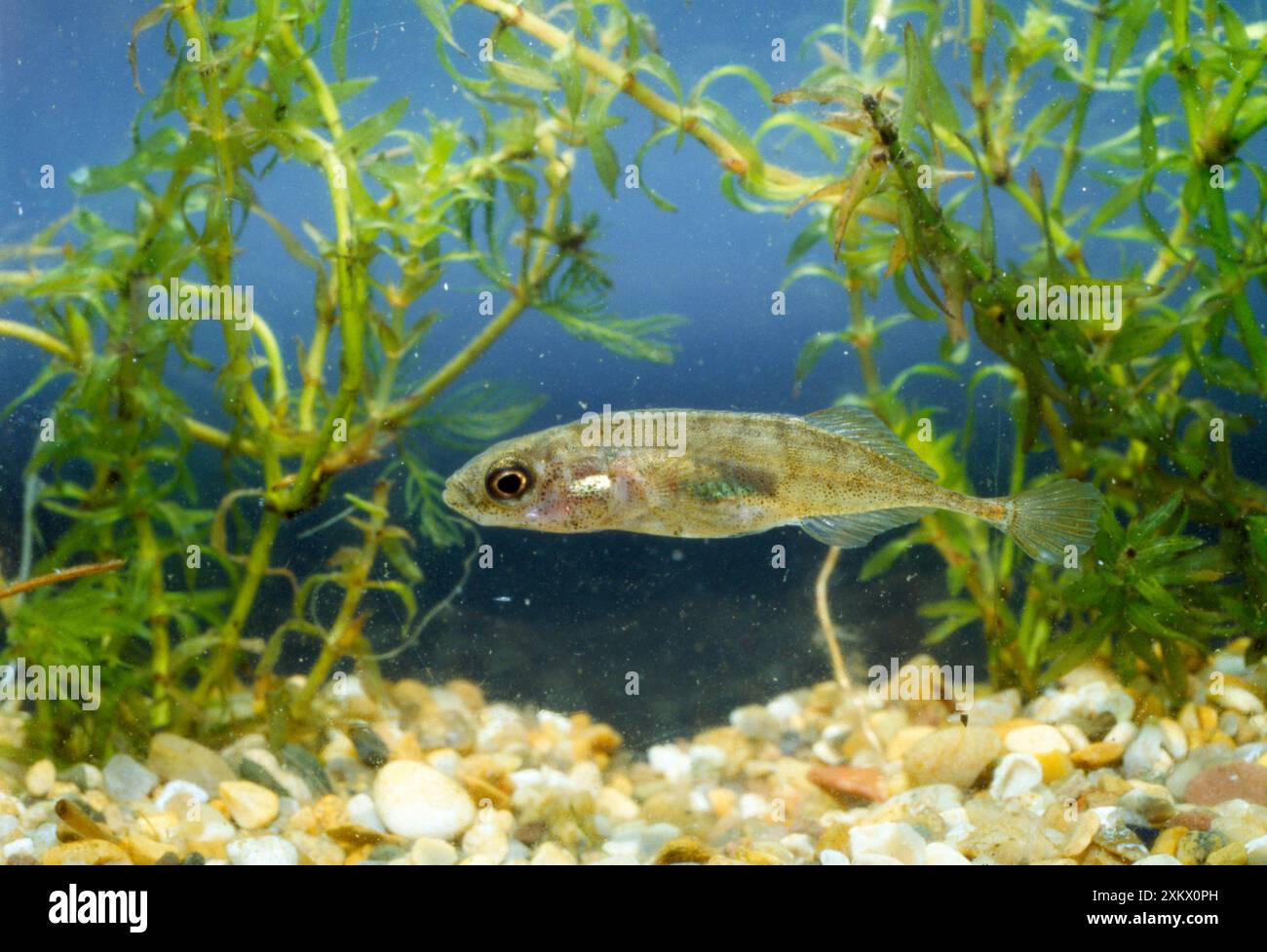 Nine spined hi-res stock photography and images - Alamy