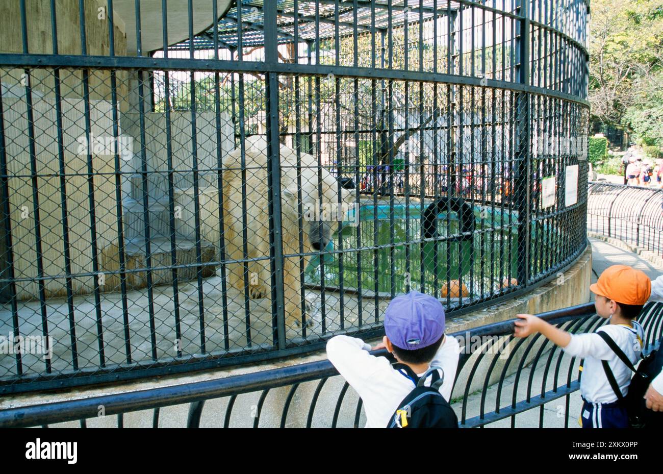 Polar Bear in old fashioned ZOO cage Stock Photo - Alamy