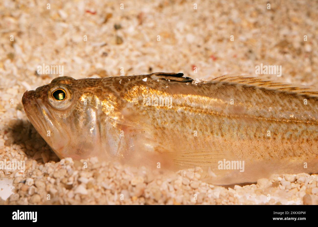 Weevers hi-res stock photography and images - Alamy