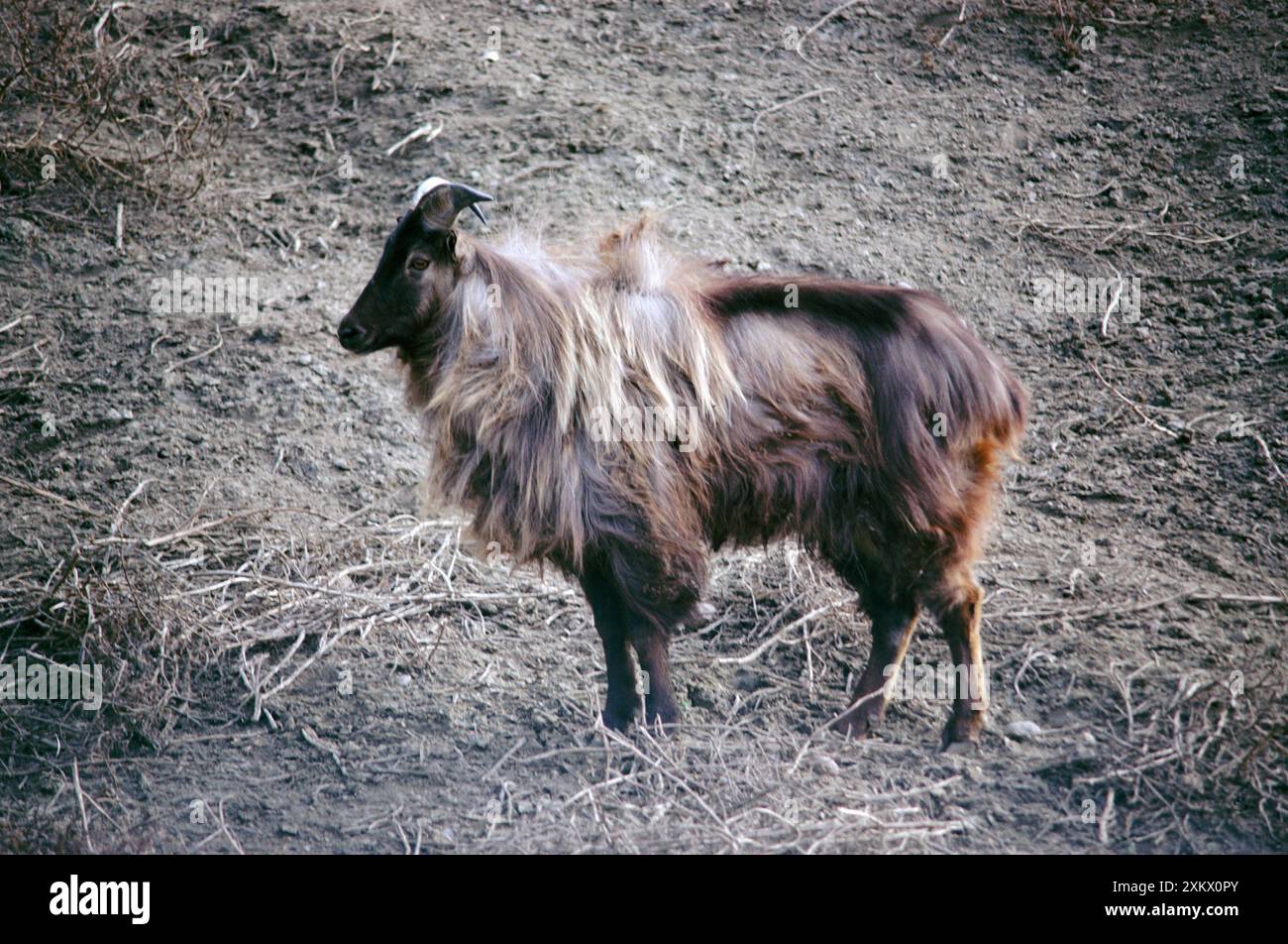 Endangered himalayan wildlife hi-res stock photography and images - Alamy