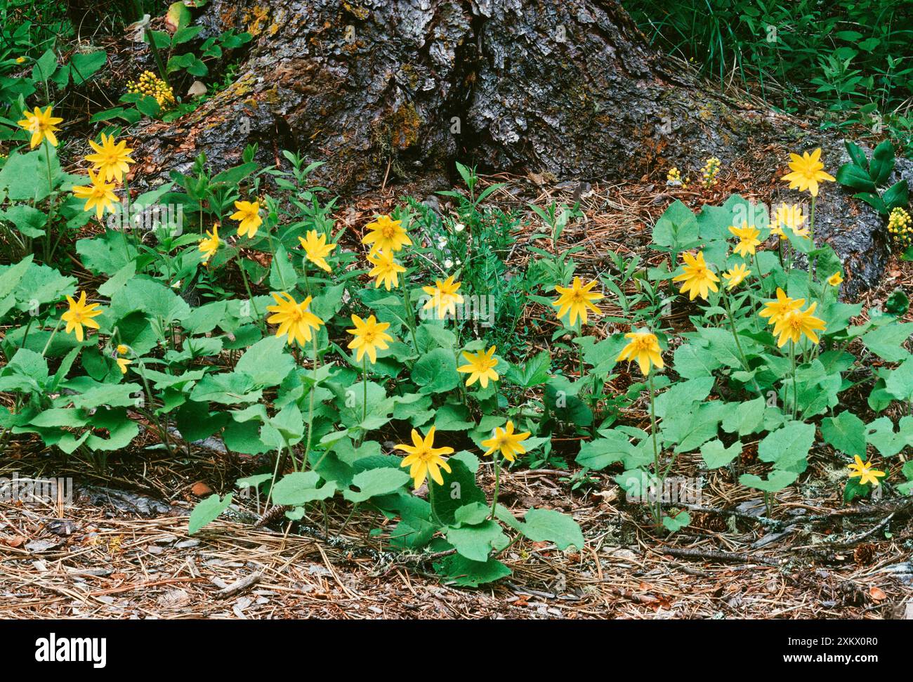 Heartleaf ARNICA - wild flowers in the Centennial Stock Photo - Alamy