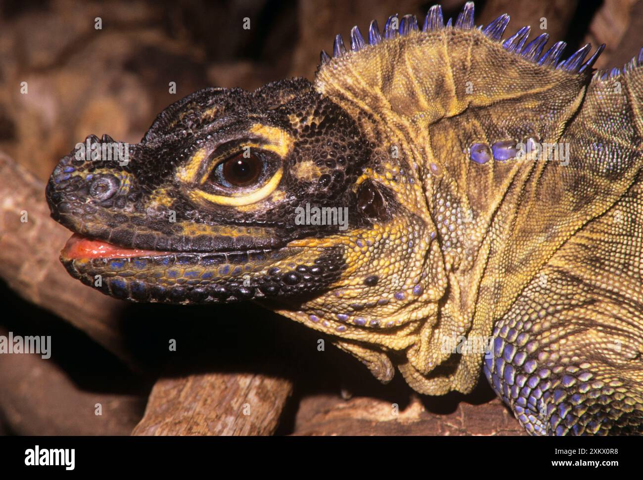 Phillipine Sailfin Lizard Stock Photo - Alamy