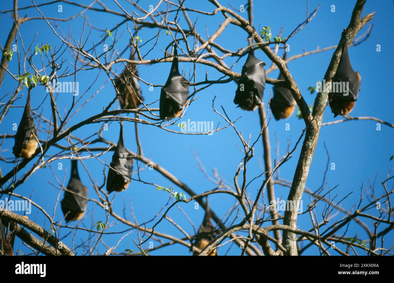 Flying foxes in asia hi-res stock photography and images - Alamy