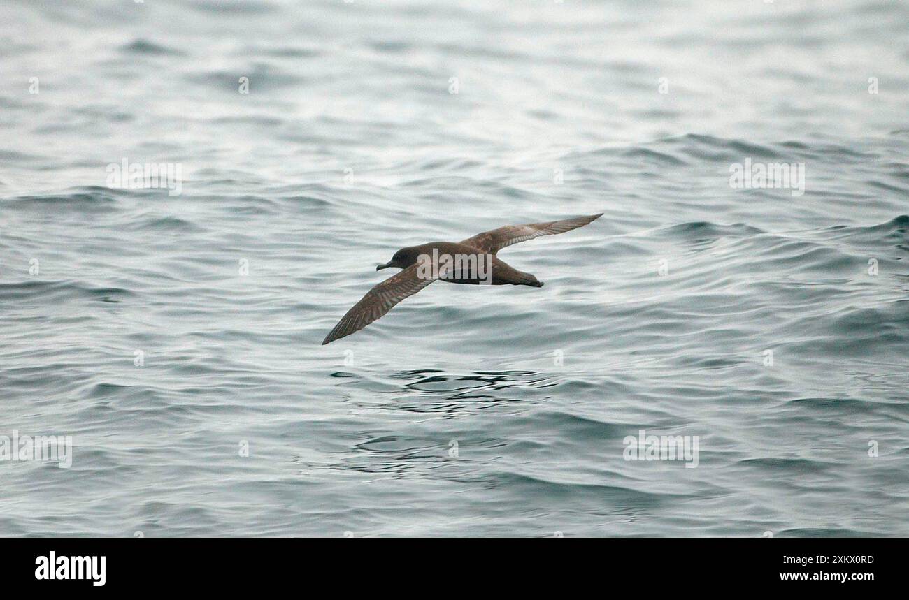 Sooty SHEARWATER - in flight over water Stock Photo - Alamy