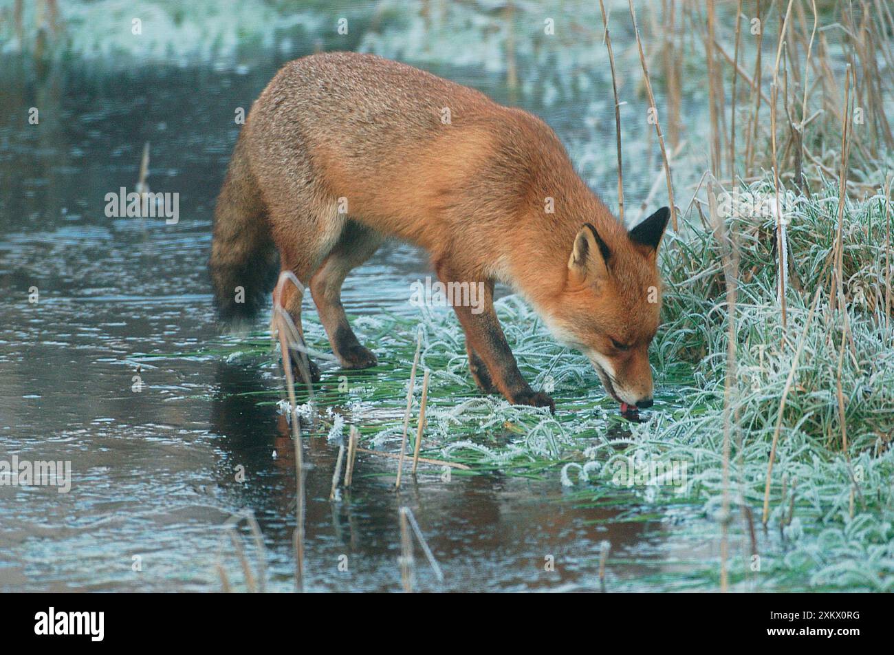 Pond mammals hi-res stock photography and images - Alamy