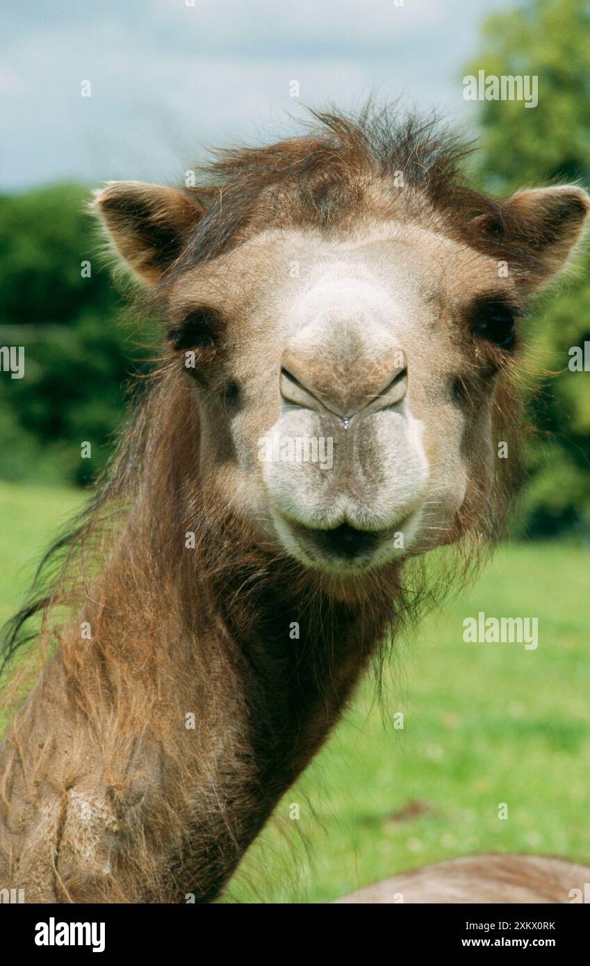 Camel heads hi-res stock photography and images - Alamy