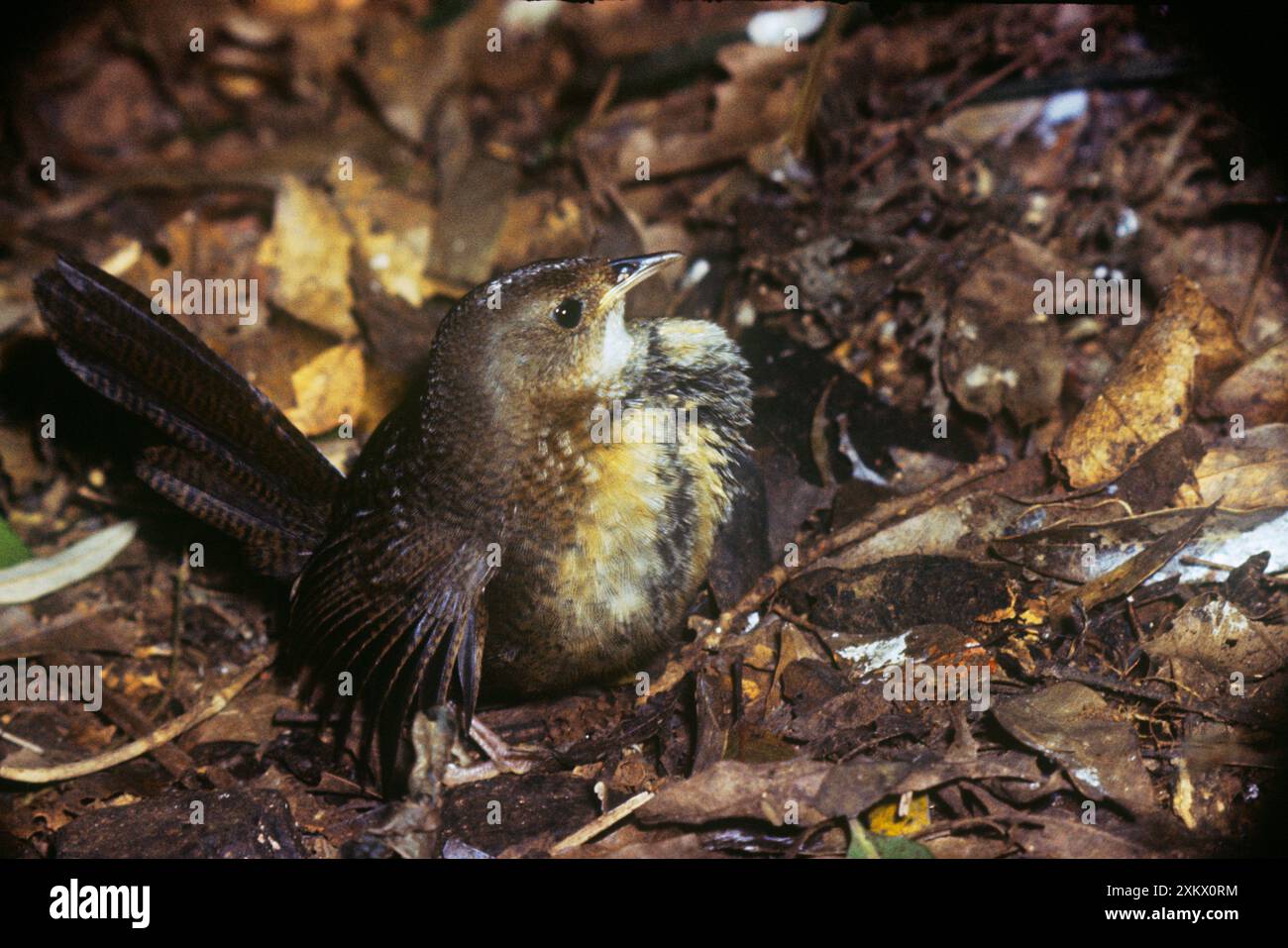 Animal bird animals birds hi-res stock photography and images - Alamy