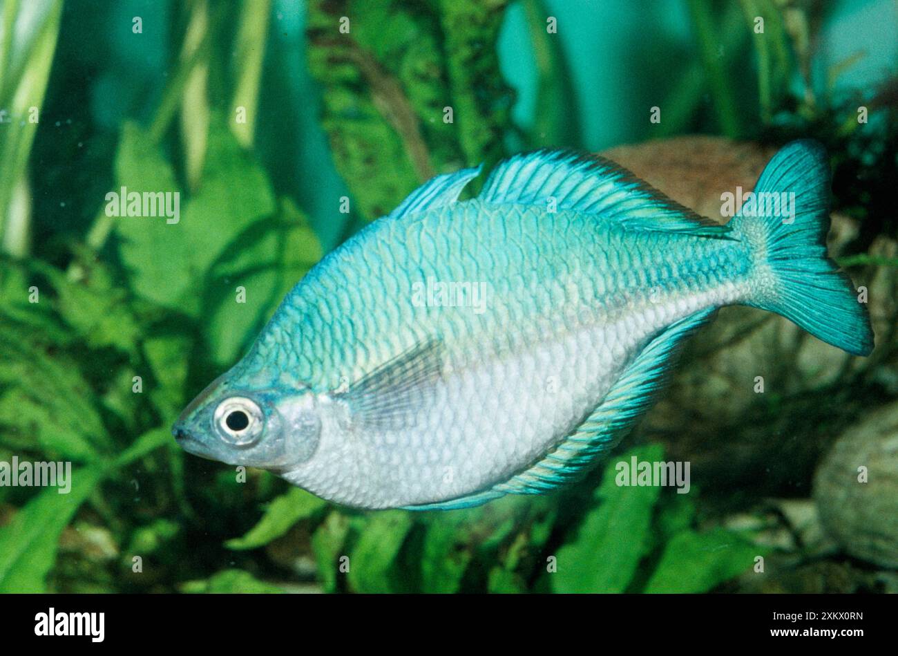 Rainbow fish papua new guinea hi-res stock photography and images - Alamy