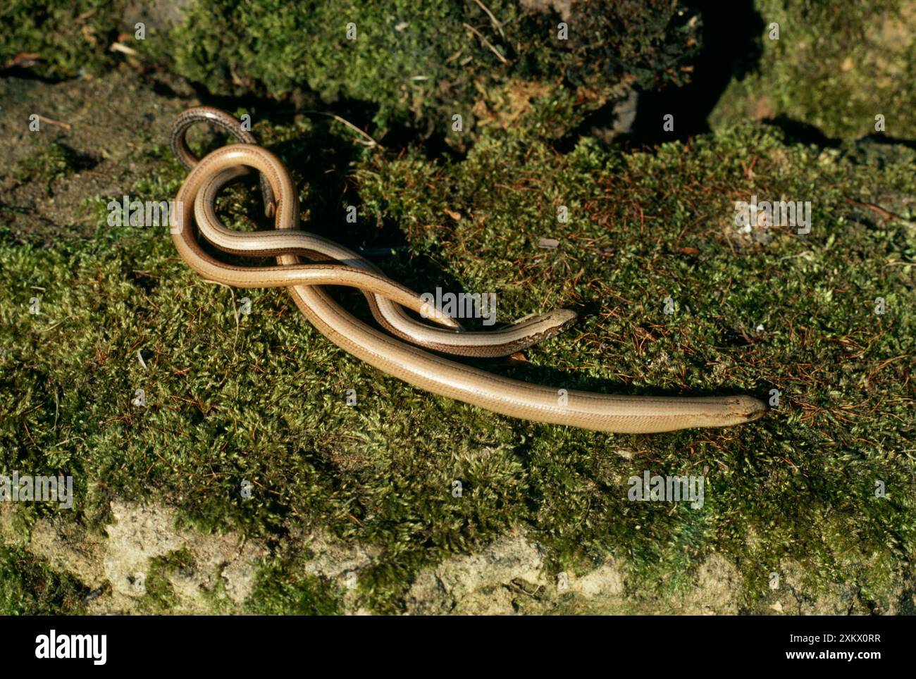 Two slow worms hi-res stock photography and images - Alamy