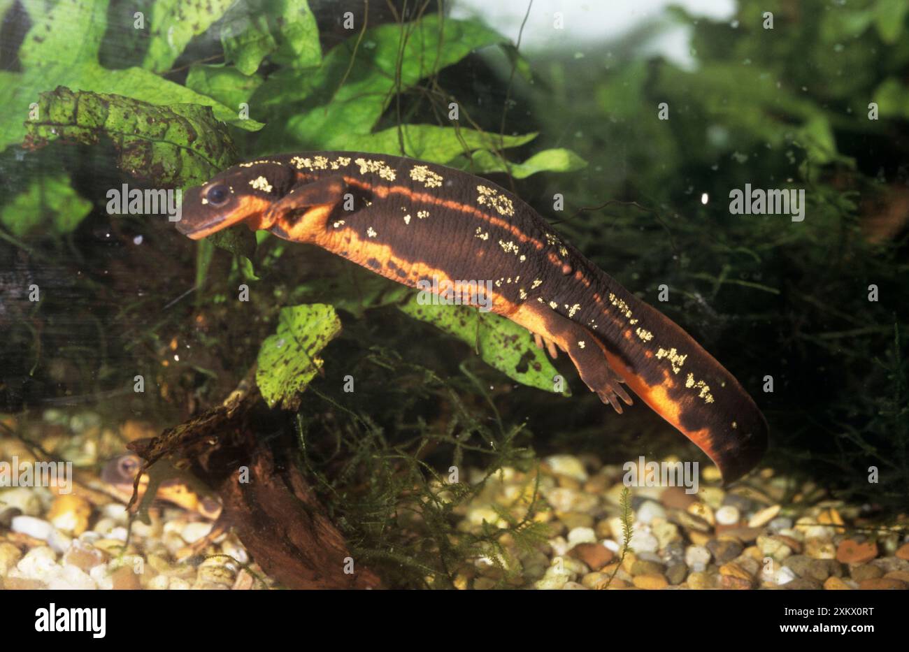 Gold Dust / Sword-Tailed NEWT Stock Photo - Alamy