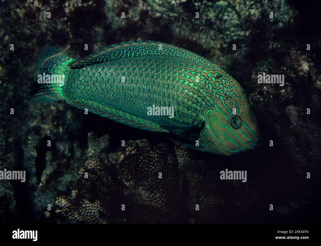 Rainbow animal hi-res stock photography and images - Alamy