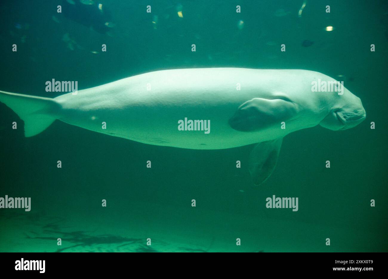 Dugong sea cow hi-res stock photography and images - Alamy