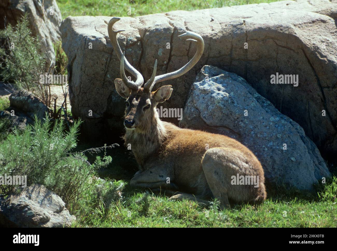 Eld's Deer / Brow-antlered Deer / Thamin - male, lying down Stock Photo ...