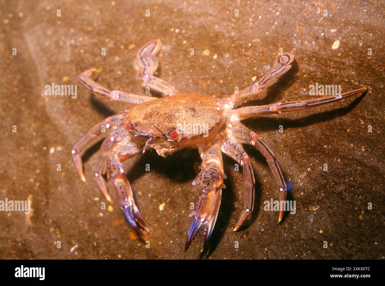 Velvet / swimming CRAB Stock Photo - Alamy