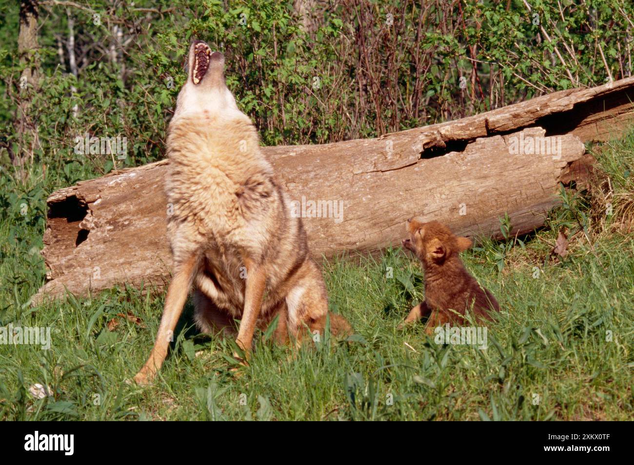Coyote - mother and pup howling Stock Photo - Alamy