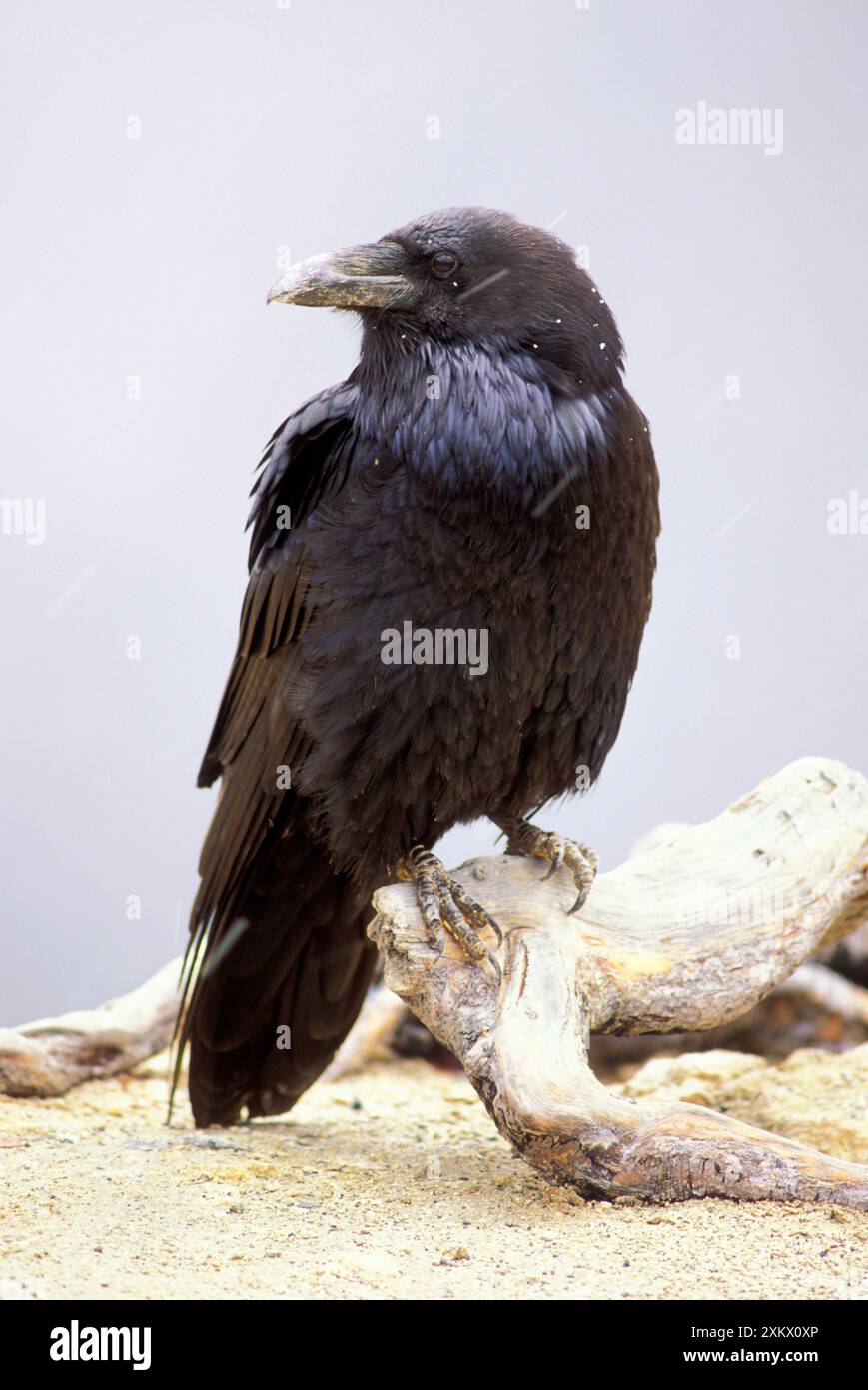 Raven feet hi-res stock photography and images - Alamy