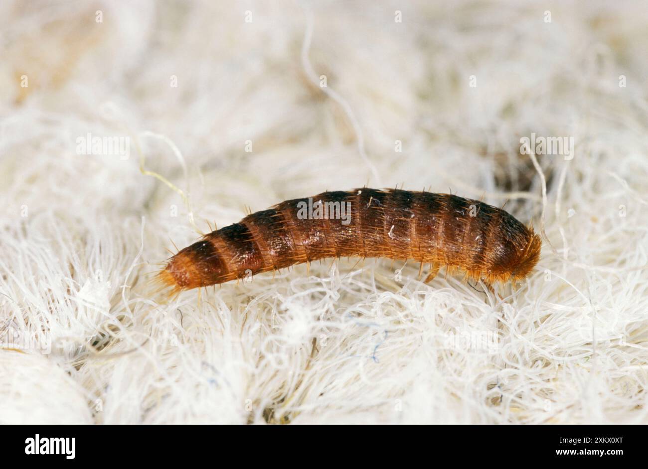 Two-Spotted Carpet / Museum BEETLE - larvae, feeding Stock Photo - Alamy
