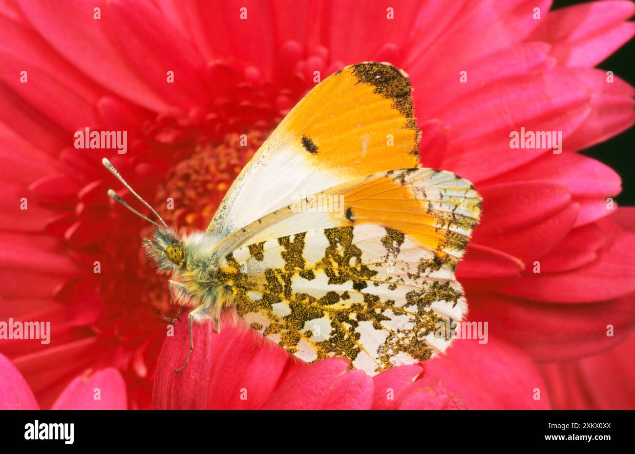 Gerbera flower side view hi-res stock photography and images - Alamy