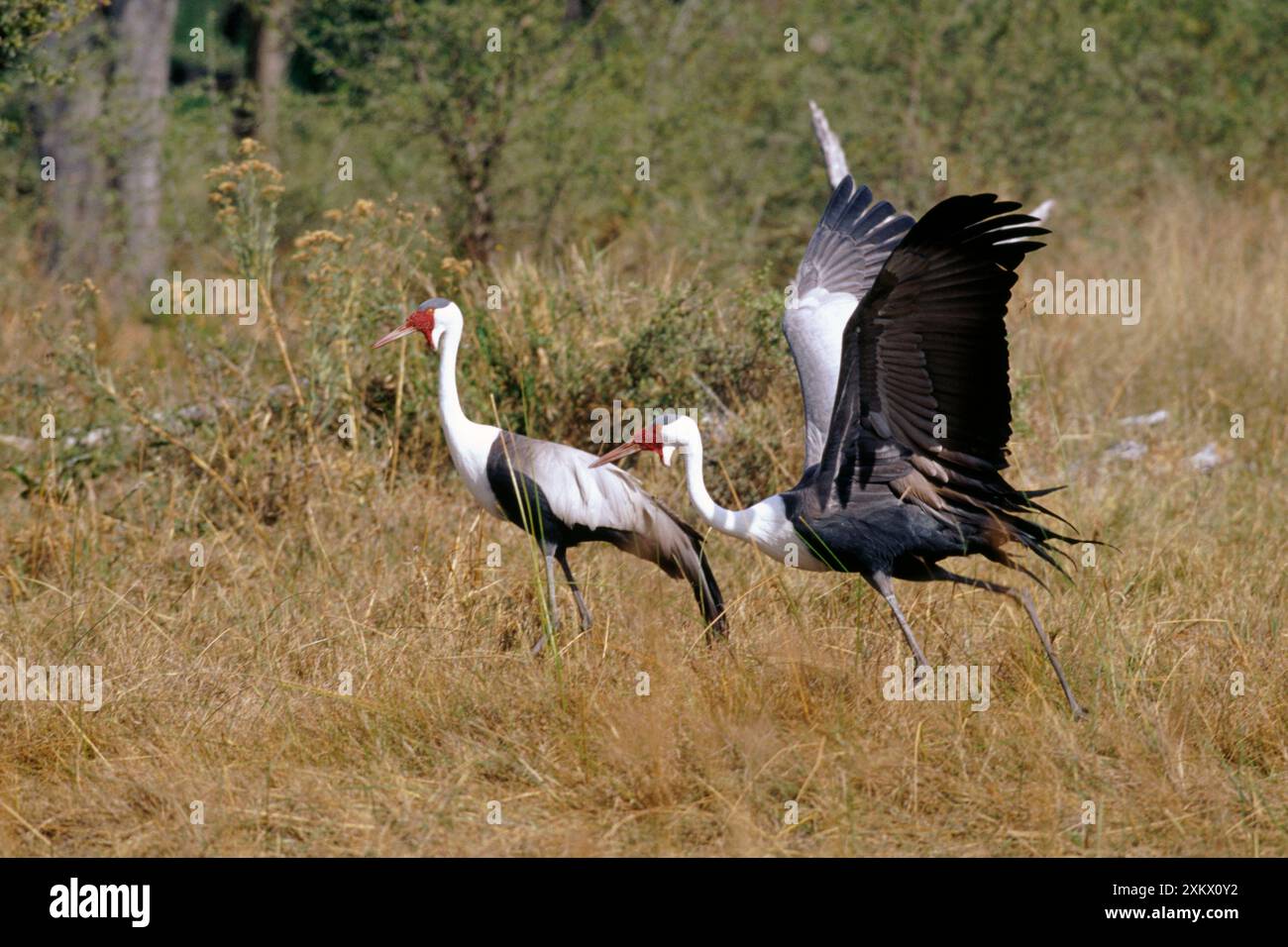 Wattled CRANE - X2, side view, in grass Stock Photo - Alamy