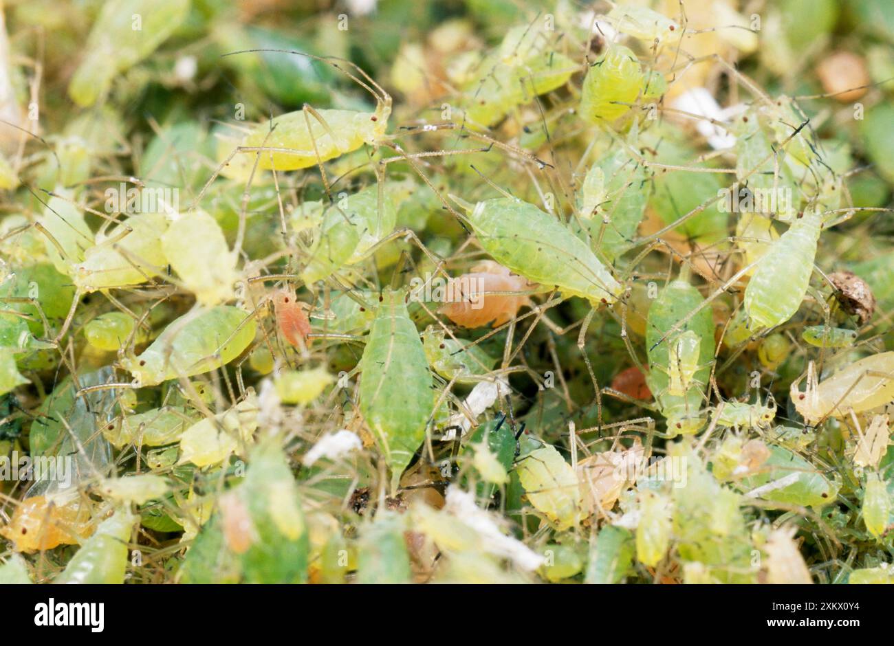 Greenfly / Pea APHIDS - huge swarm Stock Photo - Alamy