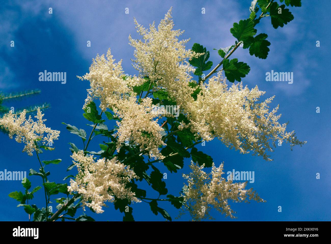 Holodiscus discolor hi-res stock photography and images - Alamy