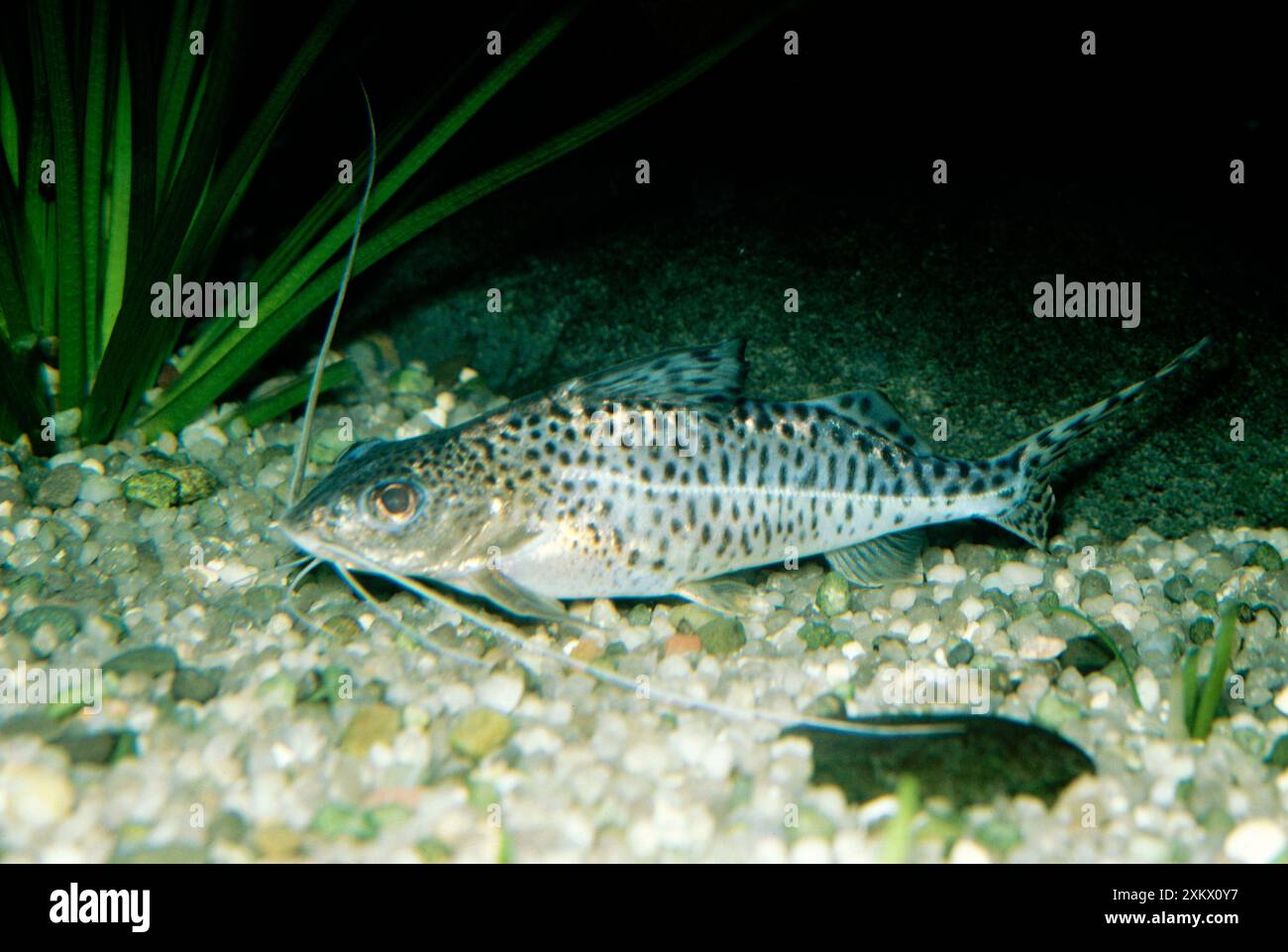 Pictus cat or pictus catfish hi-res stock photography and images - Alamy
