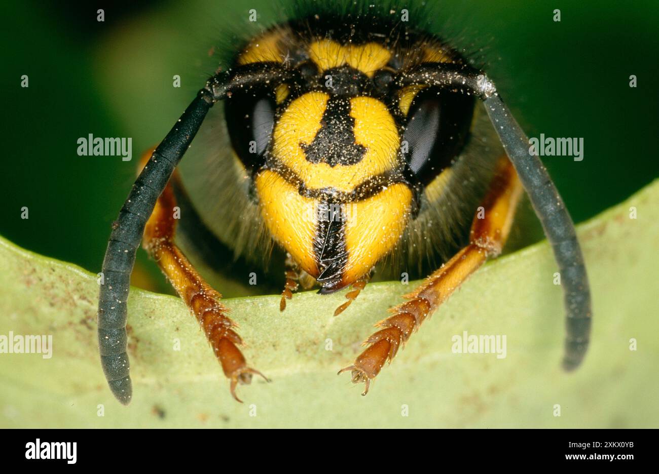 Common WASP - close up, on leaf Stock Photo - Alamy