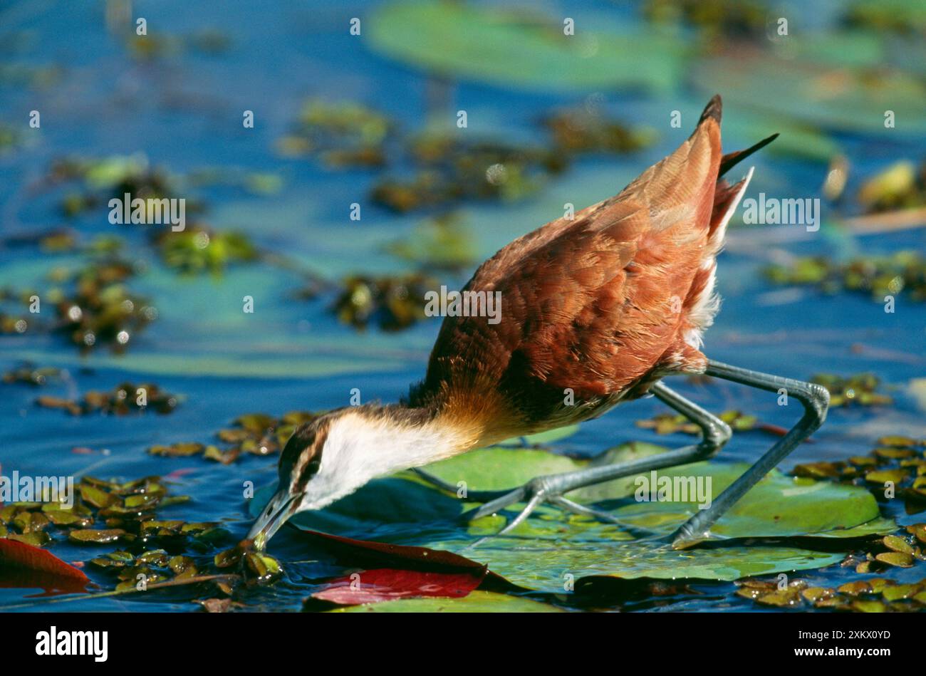 Lily hopper hi-res stock photography and images - Alamy