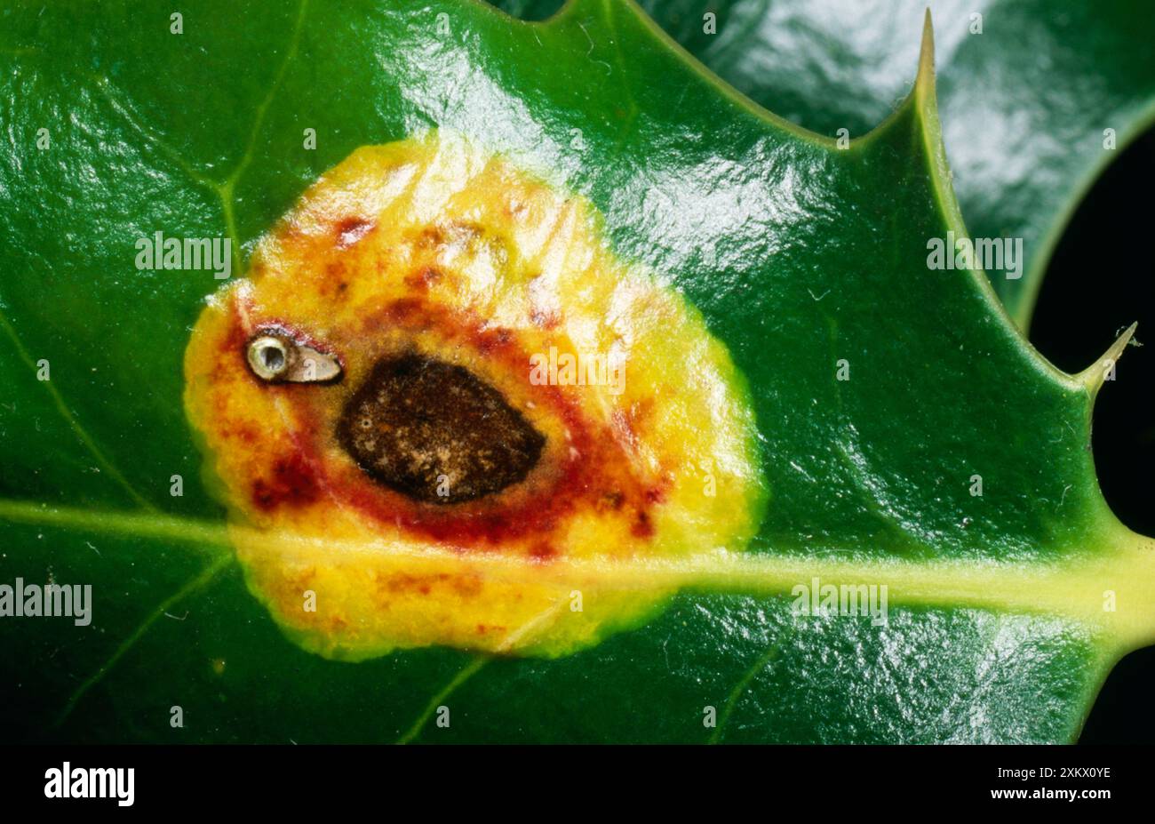 Animal with scar hi-res stock photography and images - Alamy