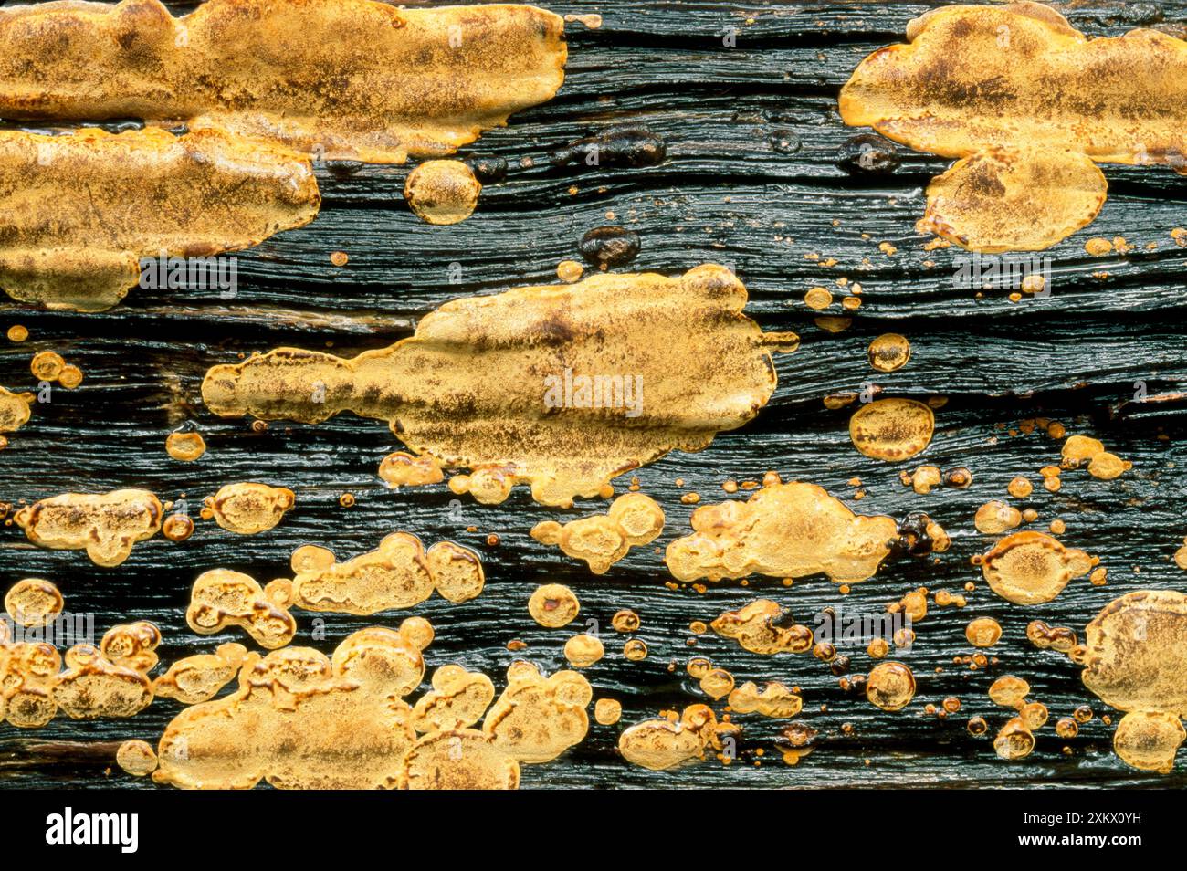 LICHEN - Golden crustose lichen on fallen treetrunk Stock Photo - Alamy